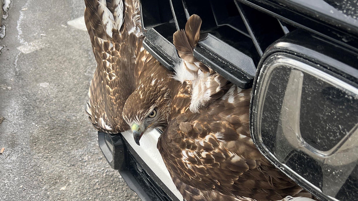 Photos show hawk stuck in SUV grille after collision on Massachusetts ...