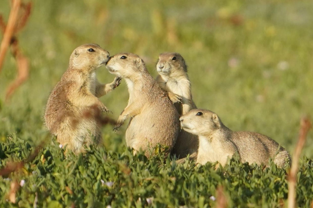 Colorado community works to protect prairie dogs as HOA considers ...