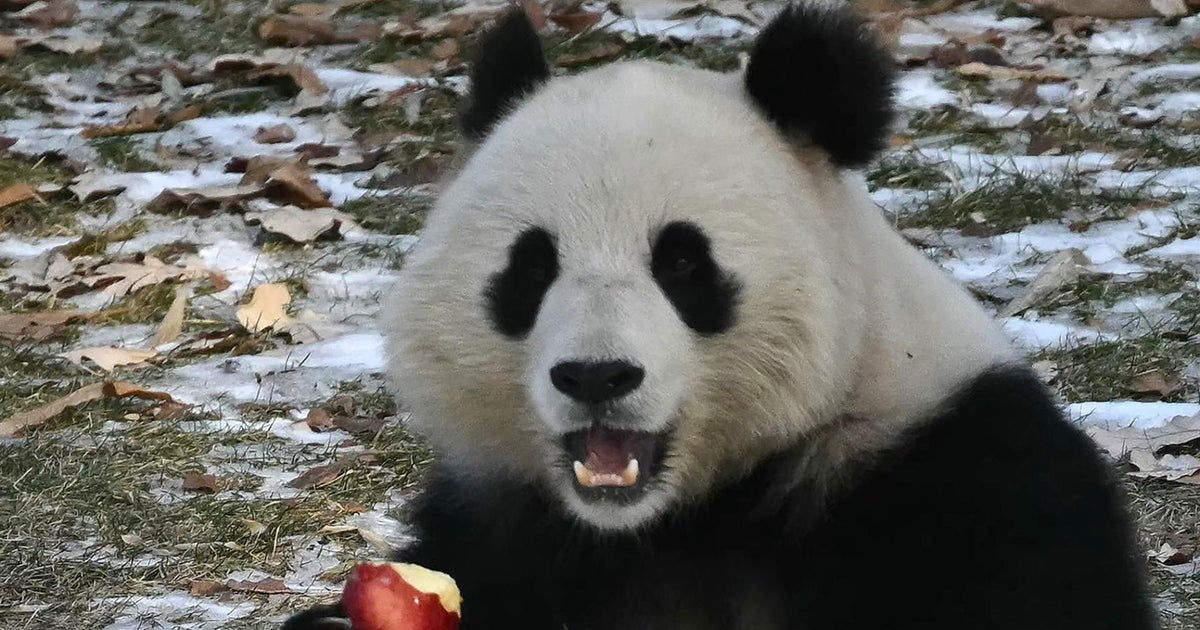 National Zoo's giant pandas set to make their debut - CBS News