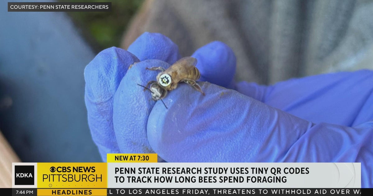 Penn State researchers using tiny QR codes to study bees - CBS Pittsburgh