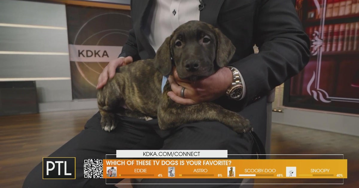 Edgar Snyder partners with Humane Animal Rescue of Pittsburgh ...