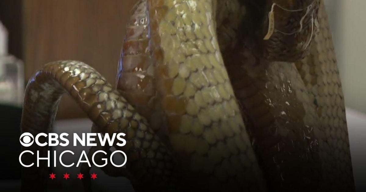 Field Museum snake collection used for fascinating discovery - CBS Chicago
