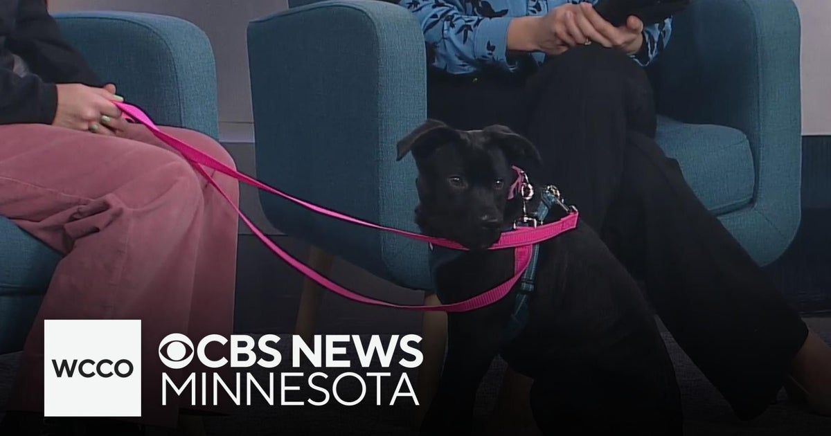 Meet Meredith, a young pup looking for a forever home - CBS Minnesota