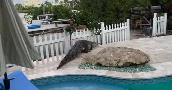 Video shows sergeant removing croc from Florida Keys pool - CBS Miami