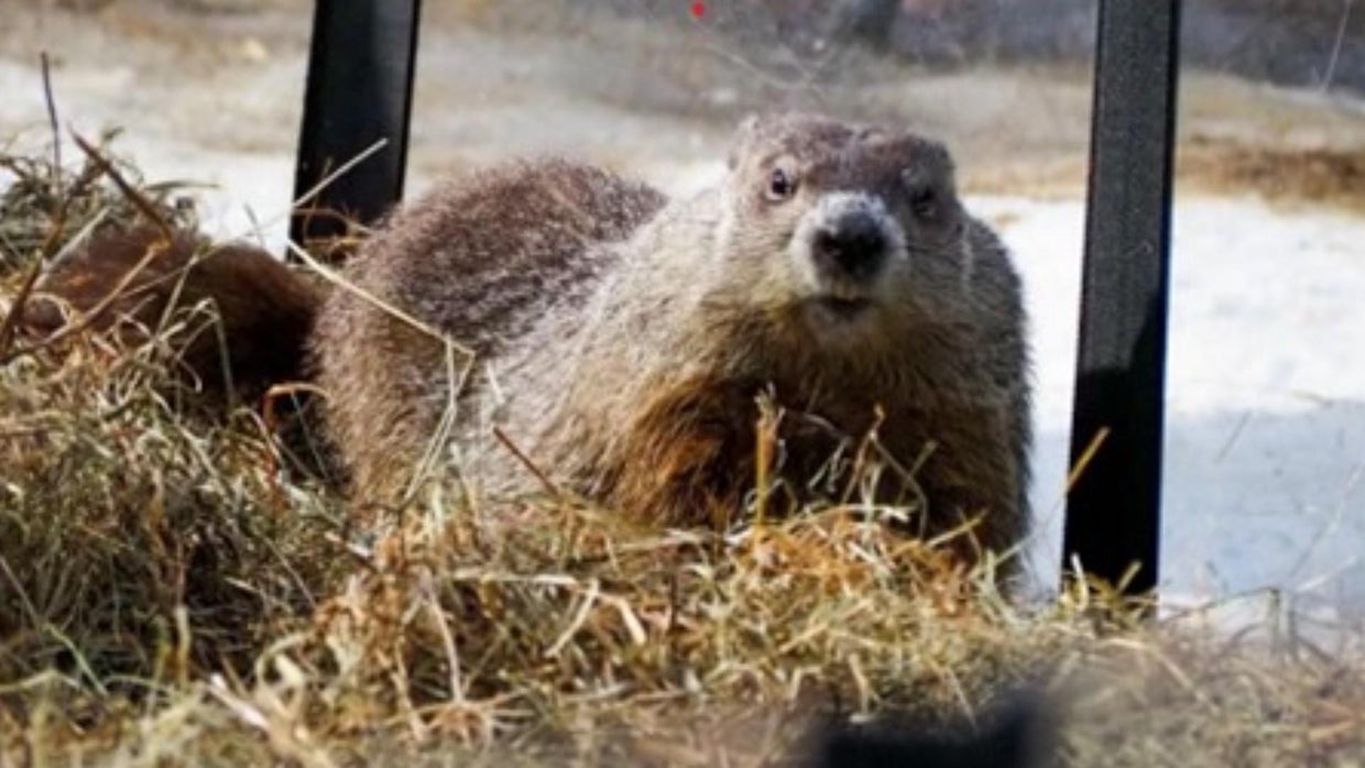 Massachusetts groundhog Ms. G makes winter prediction during annual ...