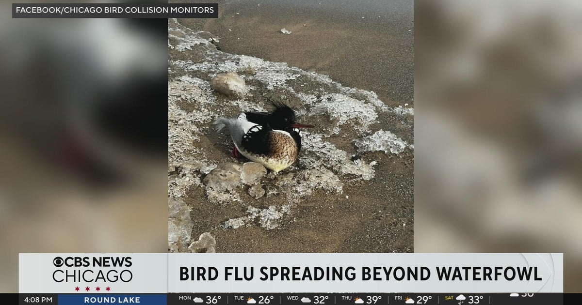 Hundreds of ducks dead or severely sick by bird flu along Lake Michigan ...