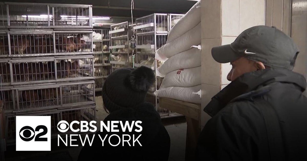 All NYC-area live poultry markets ordered shut for a week due to bird ...
