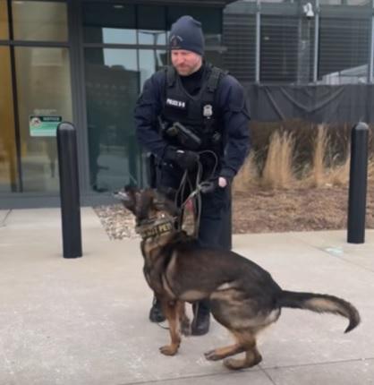 Detroit Police K-9 Aries recovering from recent surgery - CBS Detroit
