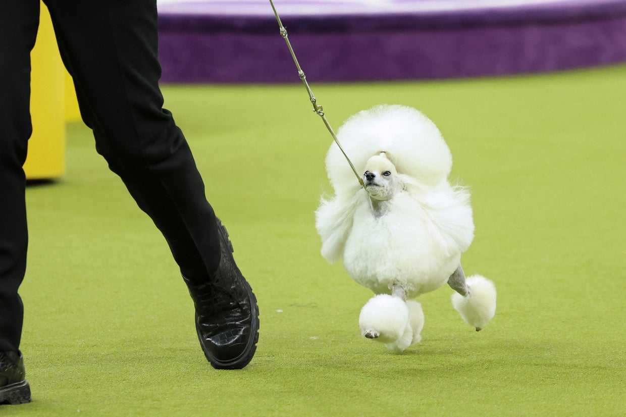 Monty the giant schnauzer wins Best in Show. See the Westminster Dog ...