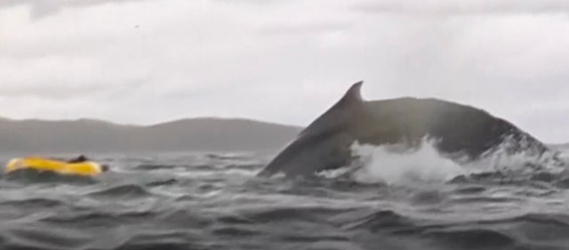 Man Eaten By Whale 2023
