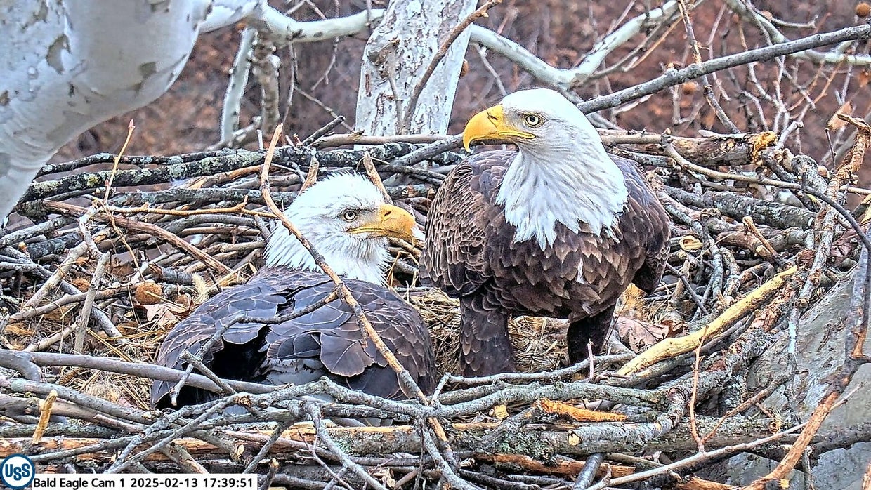 Love birds: New eagle couple lays first egg in U.S. Steel nest - CBS ...