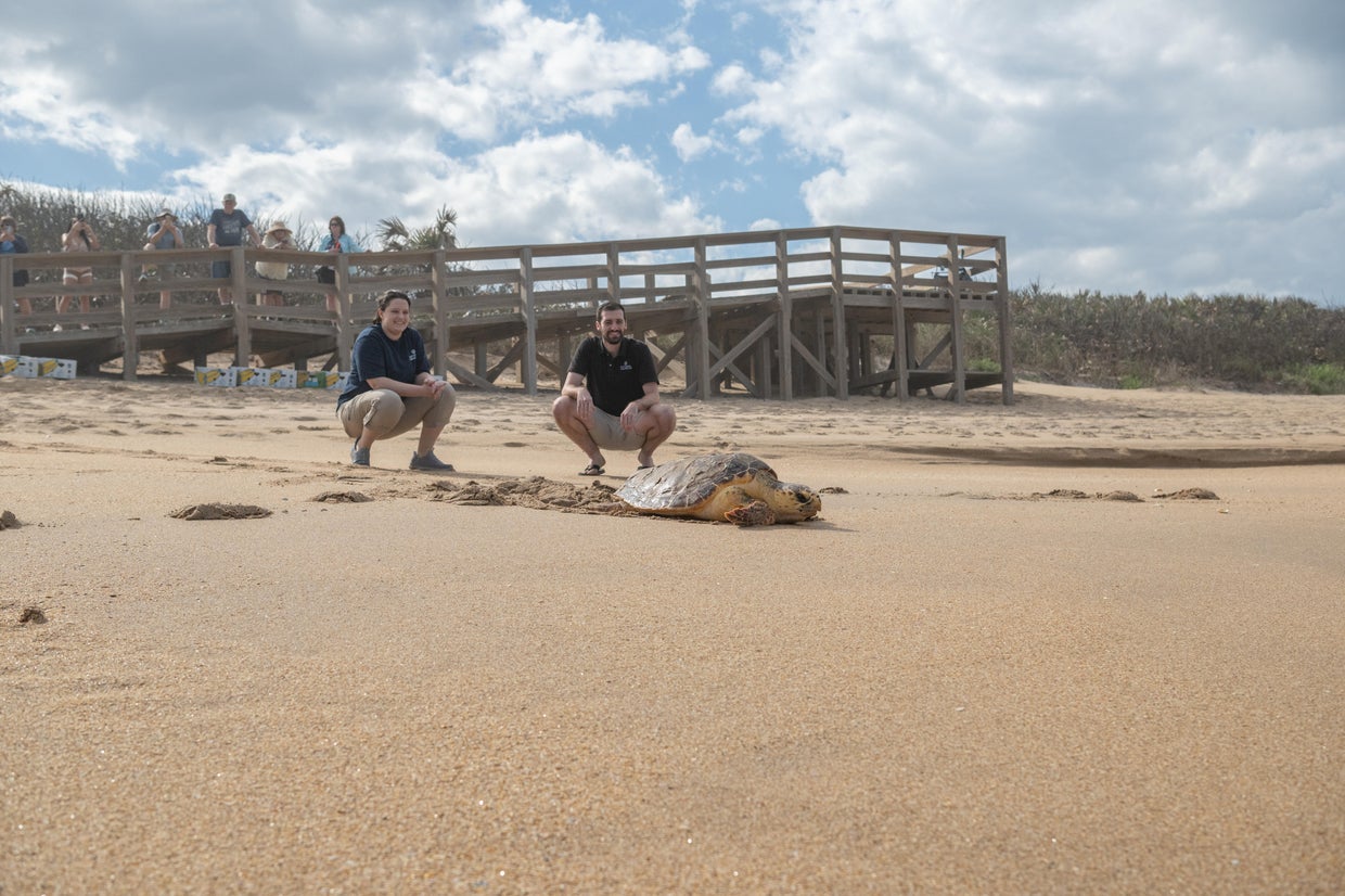 Baltimore's National Aquarium releases rehabilitate sea turtles in Florida - CBS Baltimore