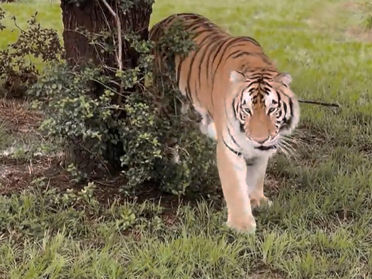 Building a humane world for animals - CBS News