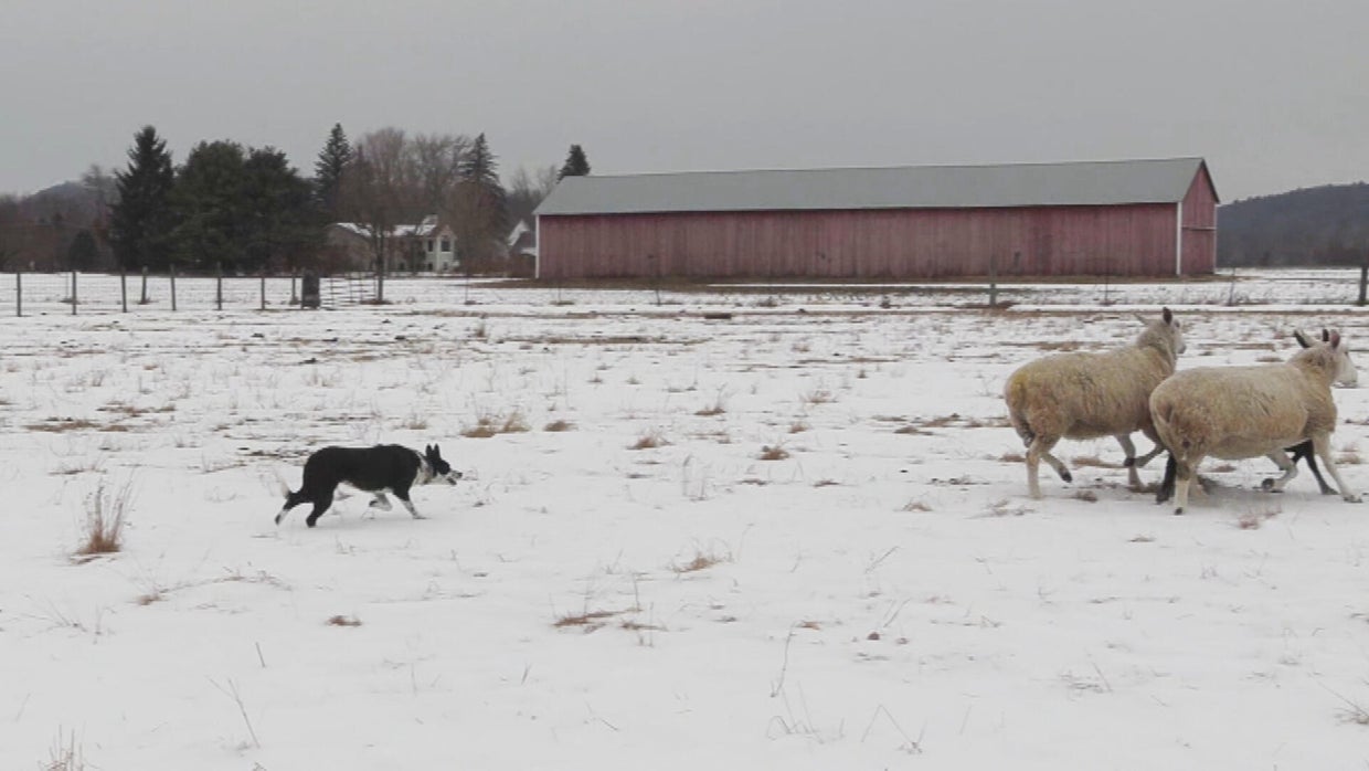 Sheep dogs are still a big part of the business on this central ...