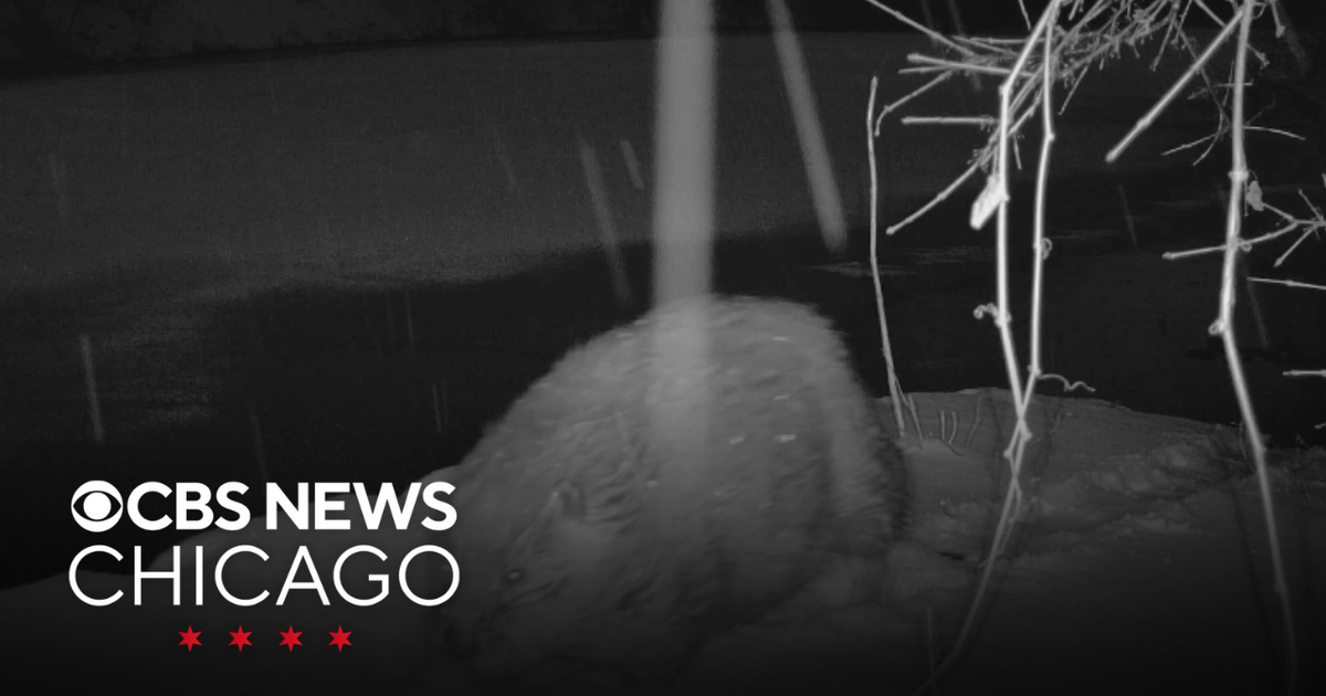 Chicago's South Side Celebrates 'Remarkably Rotund' Beaver | VT News