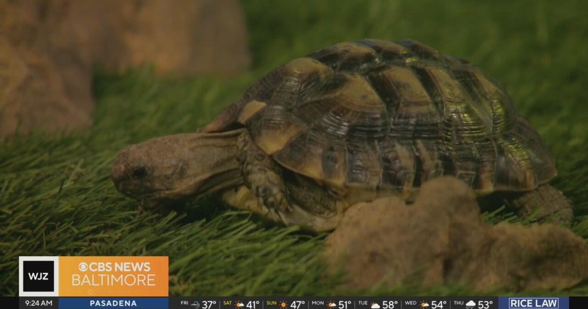Juno the Greek tortoise is small in stature, but full of personality. See him at the Maryland ...