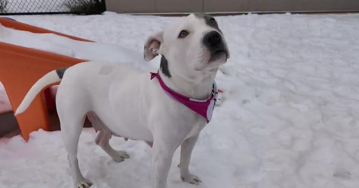 Furry Friends Event Highlights Pets Needing Adoption | VT News