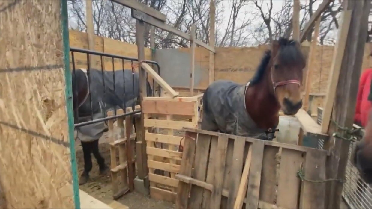 City of Philadelphia inspectors knew about unlicensed horse stables 9 ...