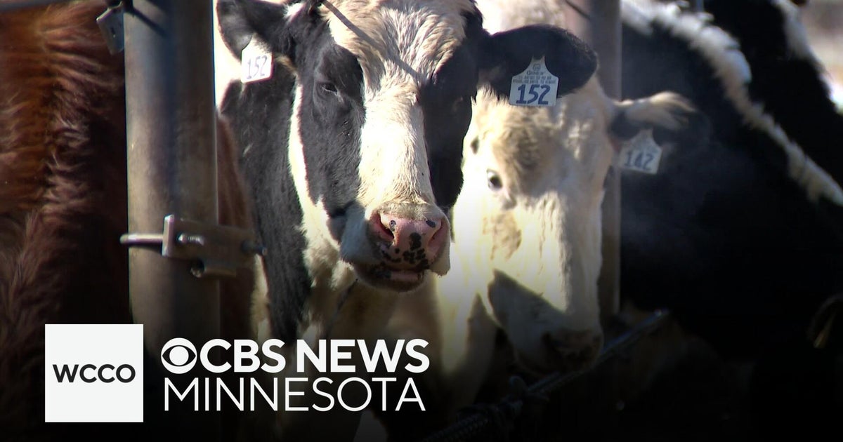 Minnesota to begin bird flu testing of raw milk from dairy cows - CBS ...
