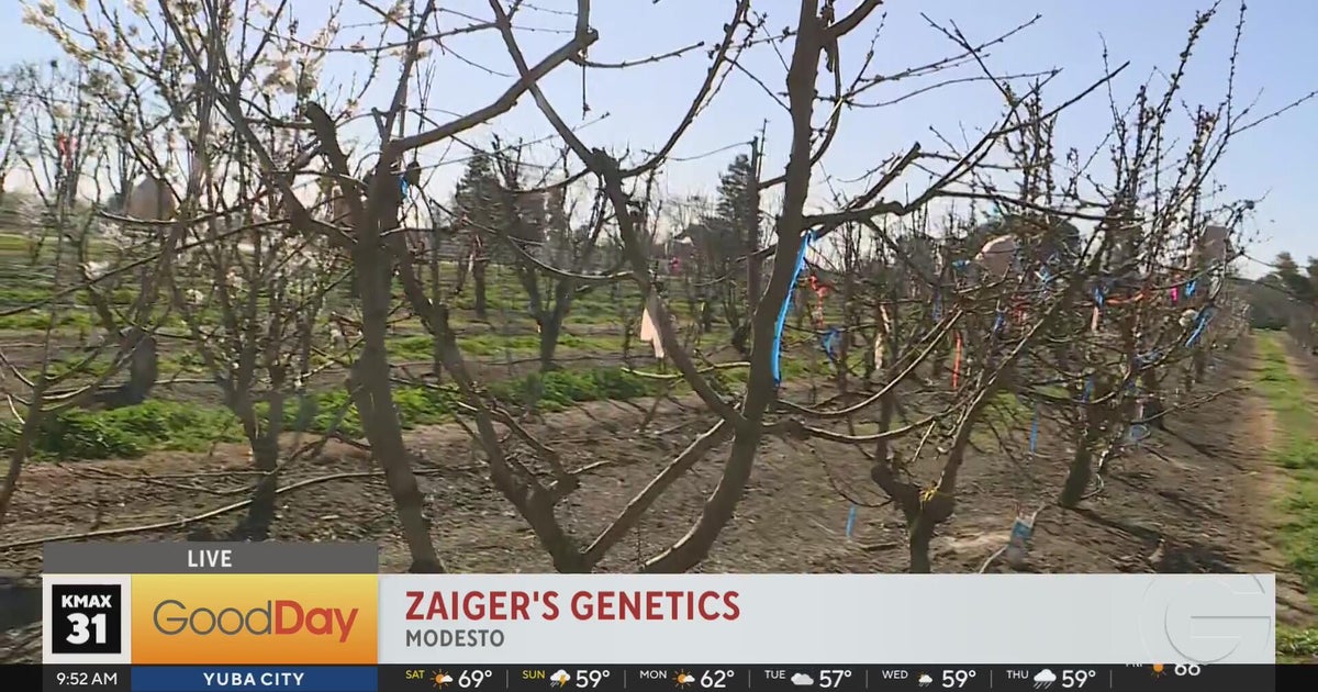 Zaiger's Genetics, 9am - Good Day Sacramento