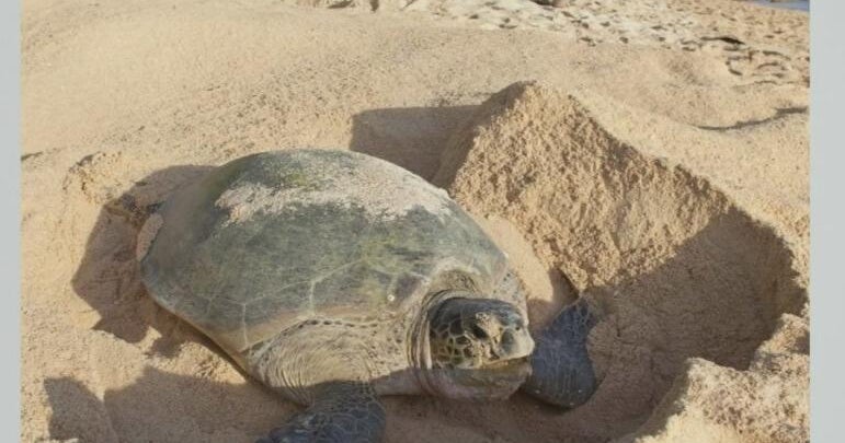 Broward County officials raise awareness about sea turtle season - CBS ...