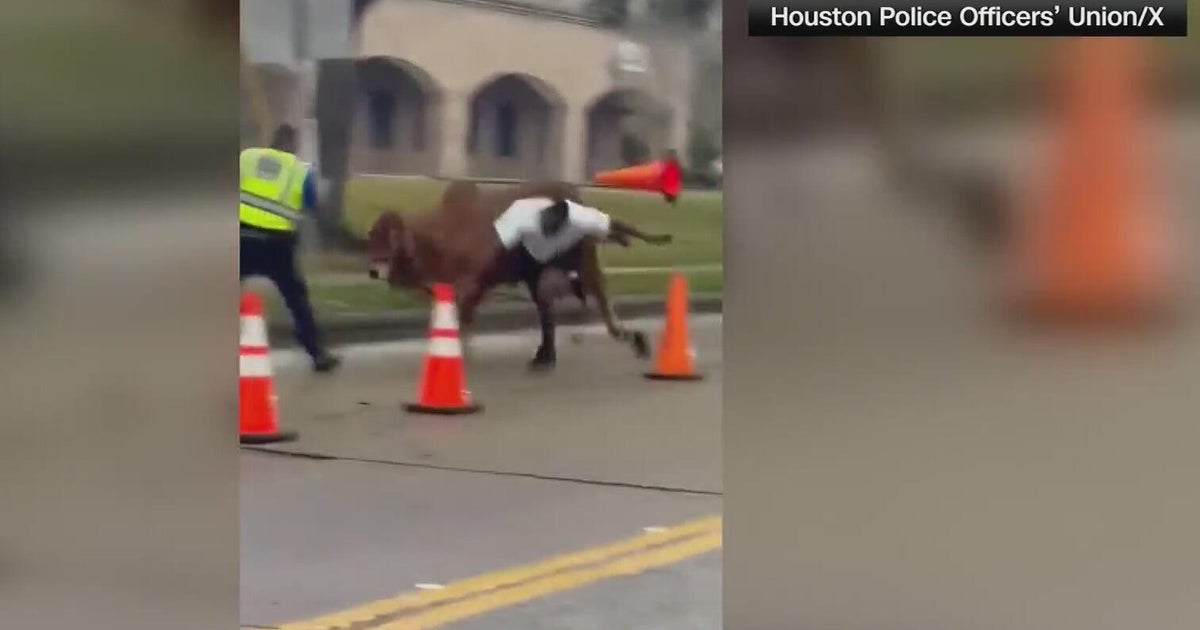 Rogue cow wanders down Houston street during livestock show and rodeo ...