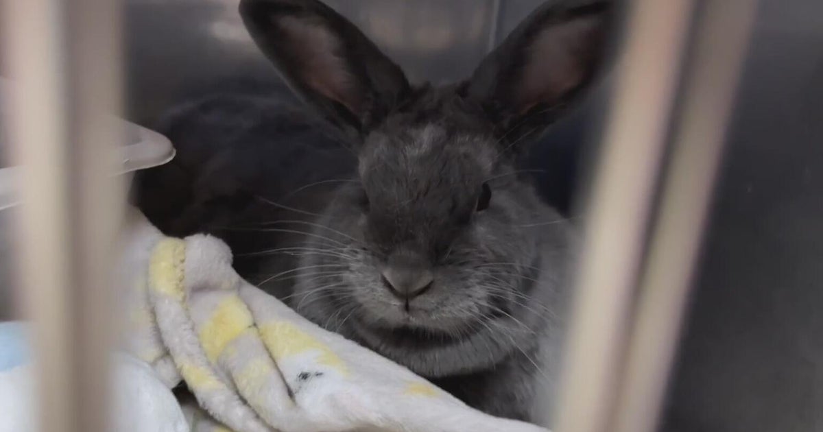 Richmond animal rescue overcrowded with dozens of rabbits - CBS San ...