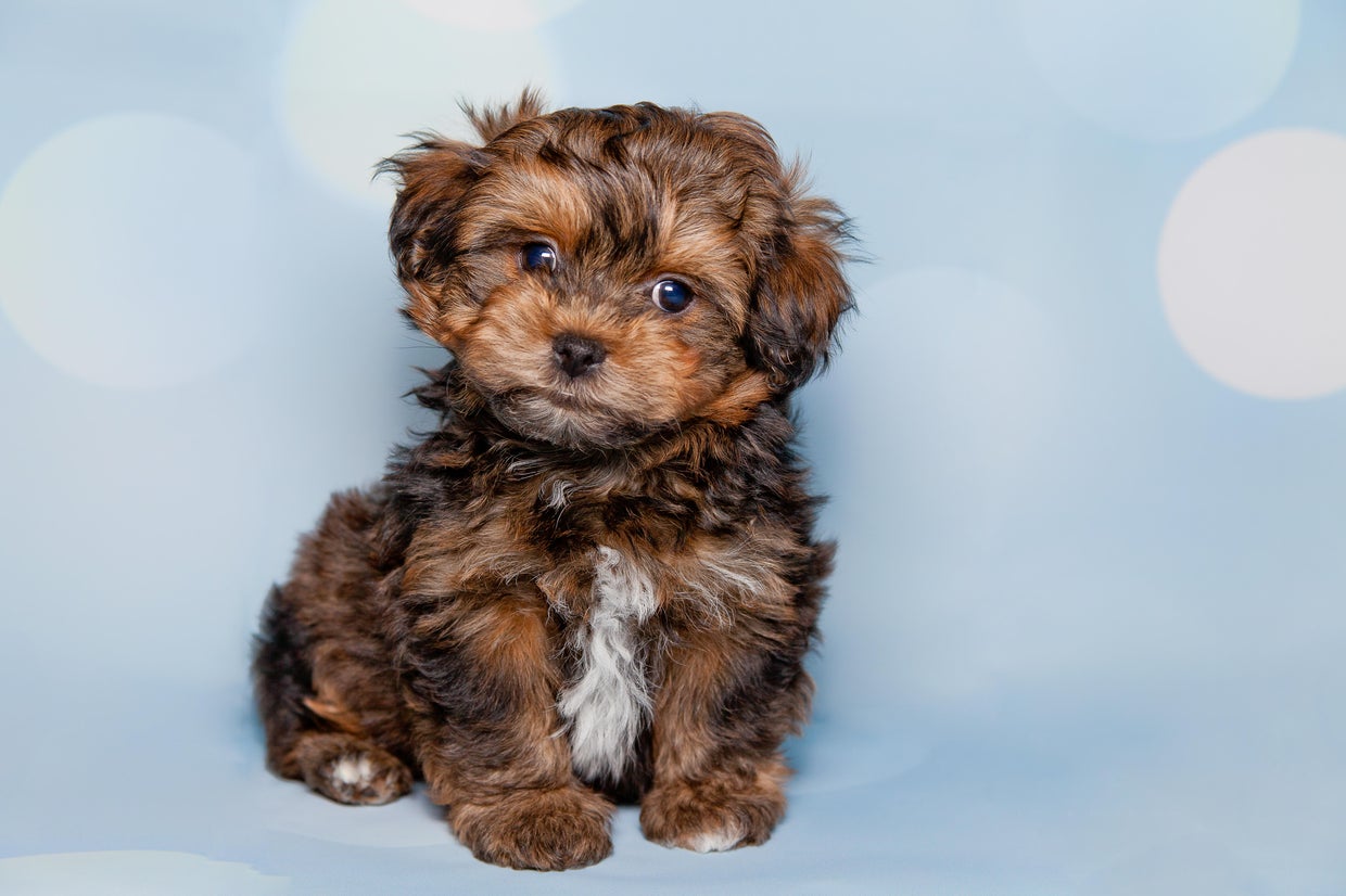 2 dogs rescued after being kidnapped, ransomed for over $1 million ...