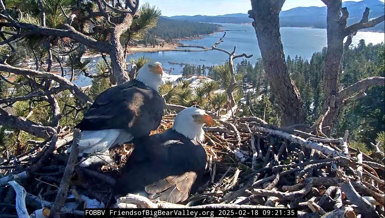 Third eaglet hatches for famed Big Bear bald eagle couple - CBS Los Angeles