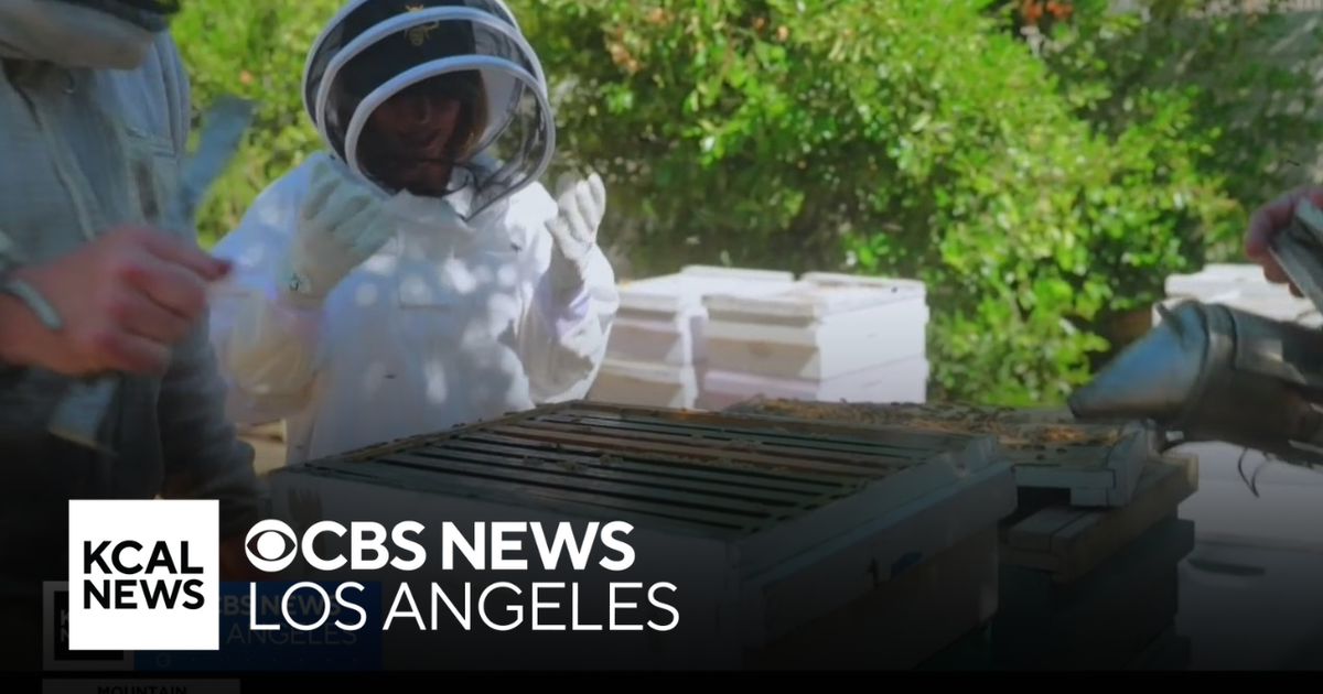 With spring nearing, wildlife officials warn about the beginning of bee ...