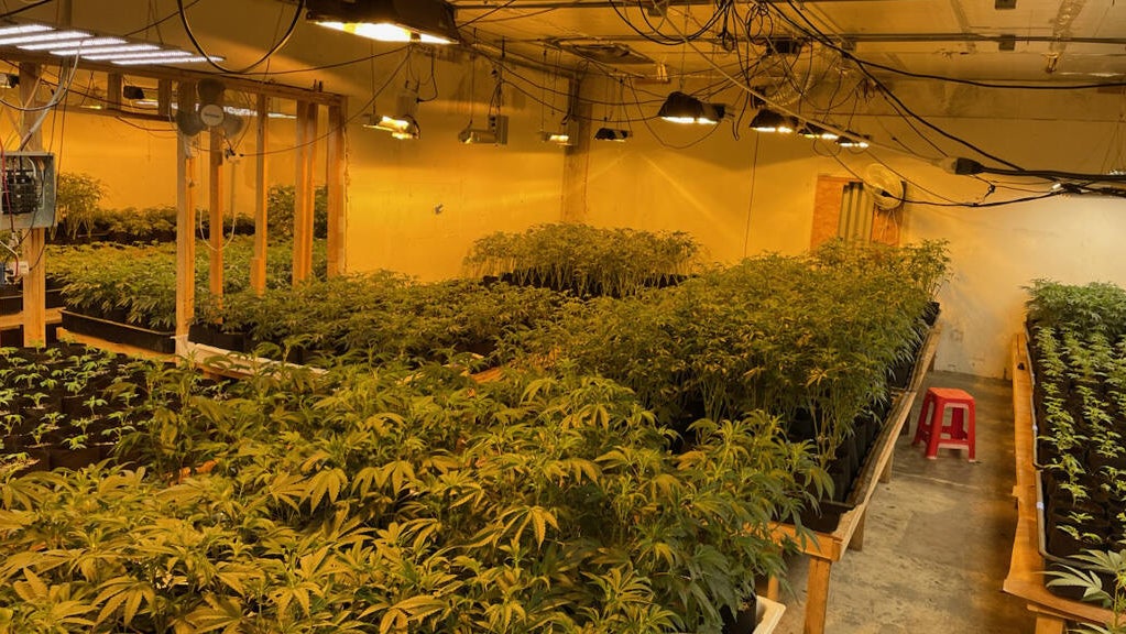 CHP, Cannabis Control locate illegal grow in Oakland, seize $20M in ...