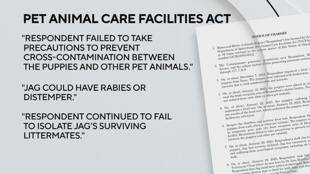 Colorado dog rescue forced to close after state license suspended ...