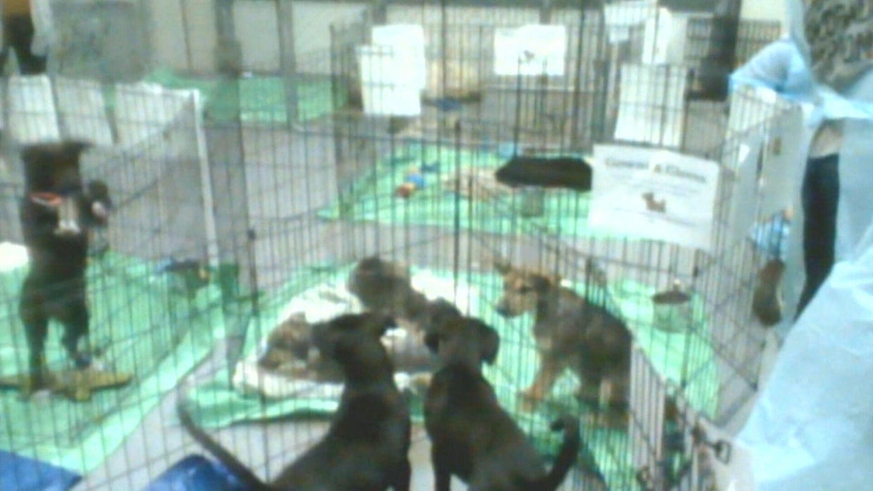 Colorado dog rescue forced to close after state license suspended ...