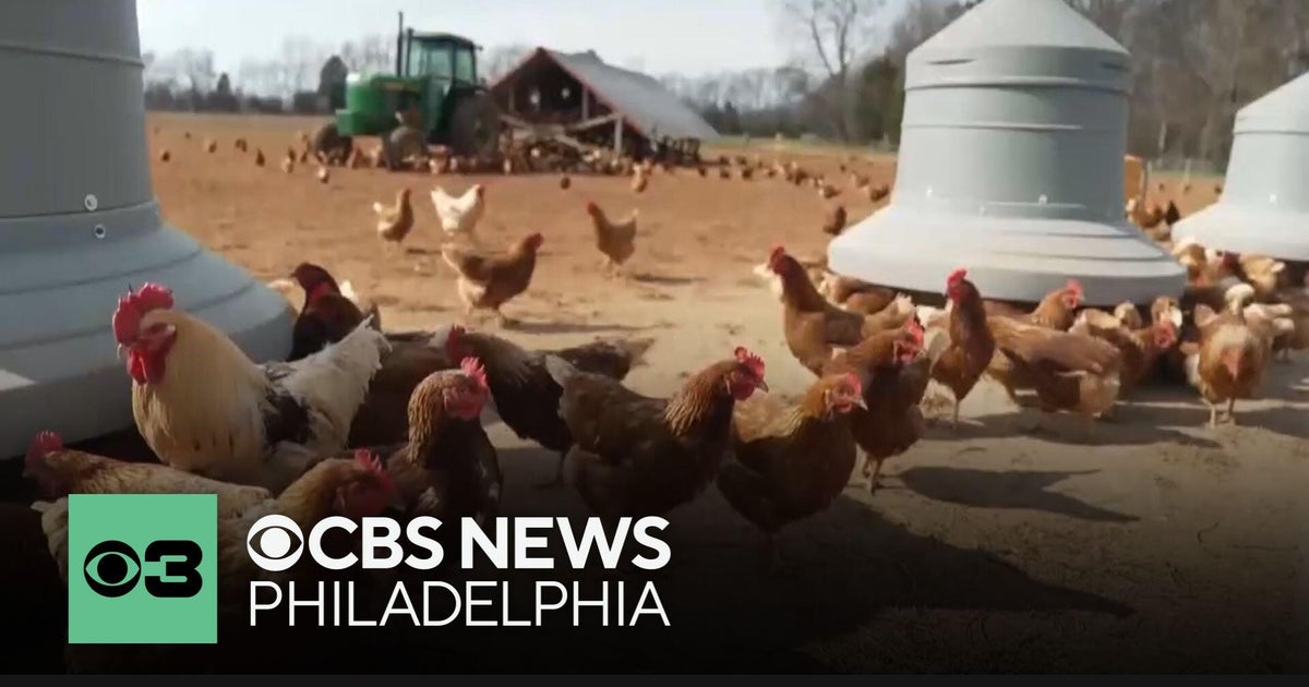 Bird flu detected at live market in Philadelphia, health officials say ...