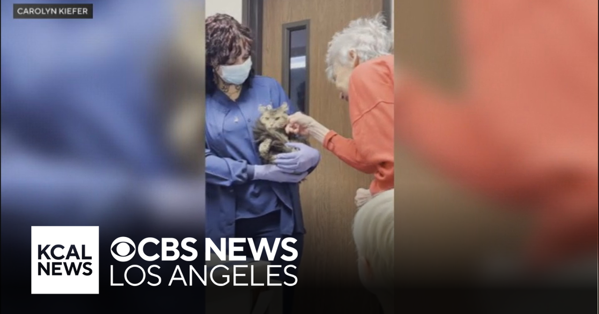 Palisades Fire survivor reunites with beloved cat 2 months after ...