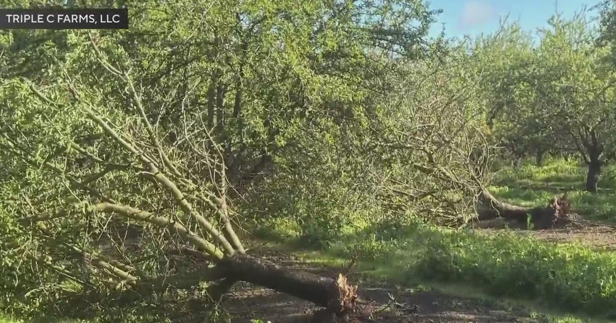 Stanislaus County almond tree farm sees hundreds of trees uprooted by ...