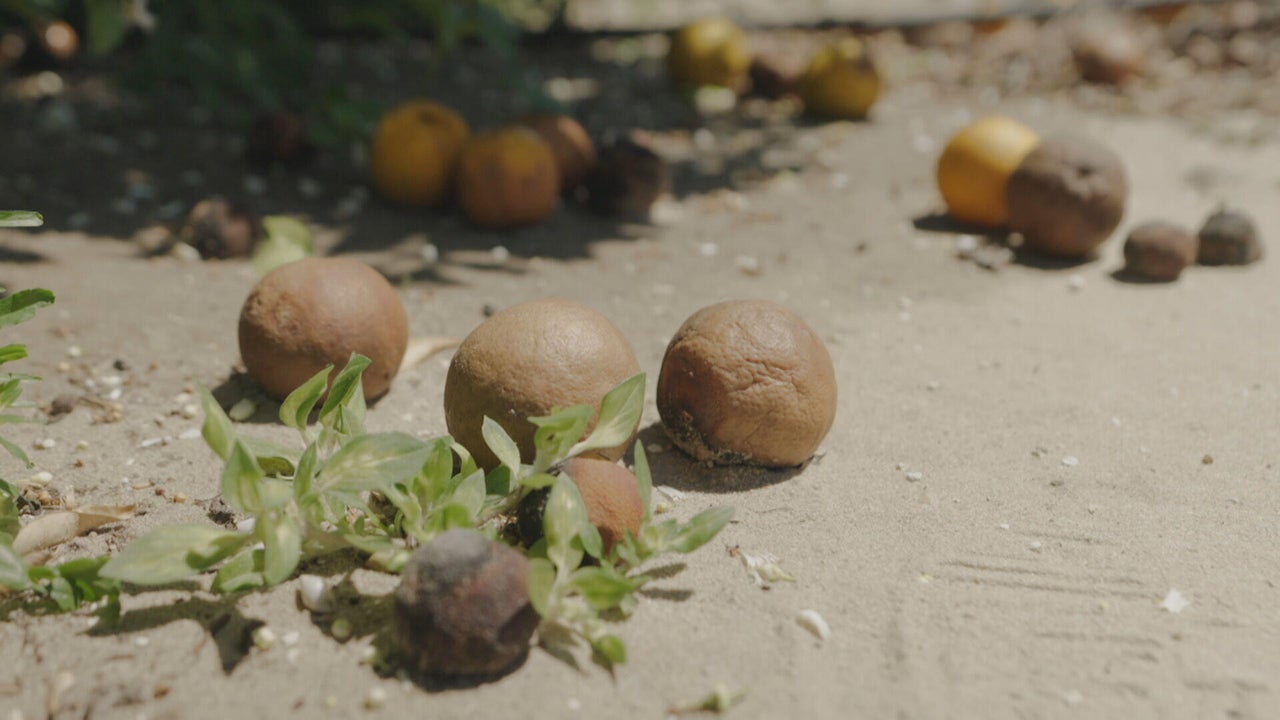 Mark Strassmann - CBS News