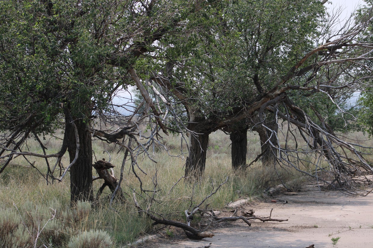 Preservation of Camp Amache