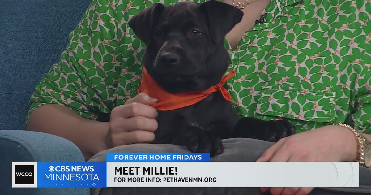 Meet Millie! She's available for adoption! - CBS Minnesota