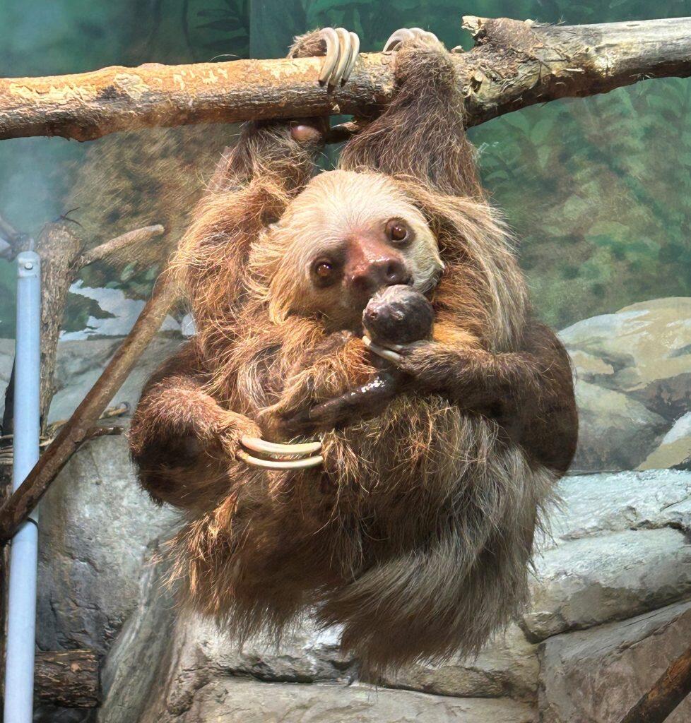 Guests catch rare glimpse at sloth giving birth at the Como Zoo in St ...