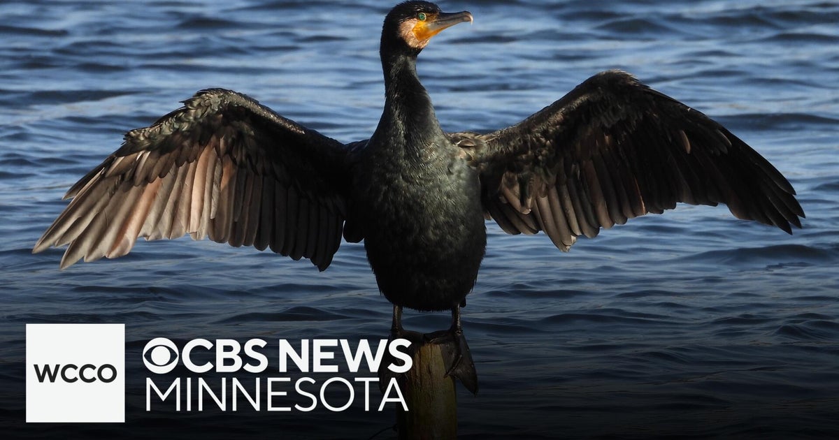 This Minnesota town has a cormorant problem - CBS Minnesota