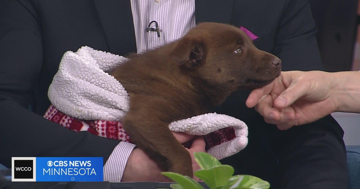 Looking to add another furry member to your family? Meet Bertha and ...