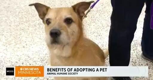 It’s the perfect time to visit the Animal Humane Society - CBS Minnesota