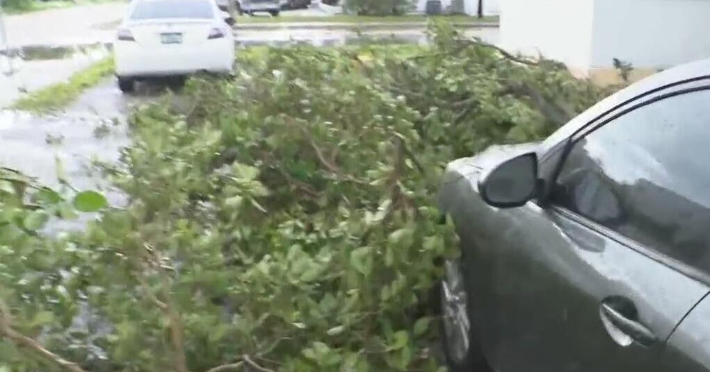 Storms snap tree branches in parts of Broward - CBS Miami