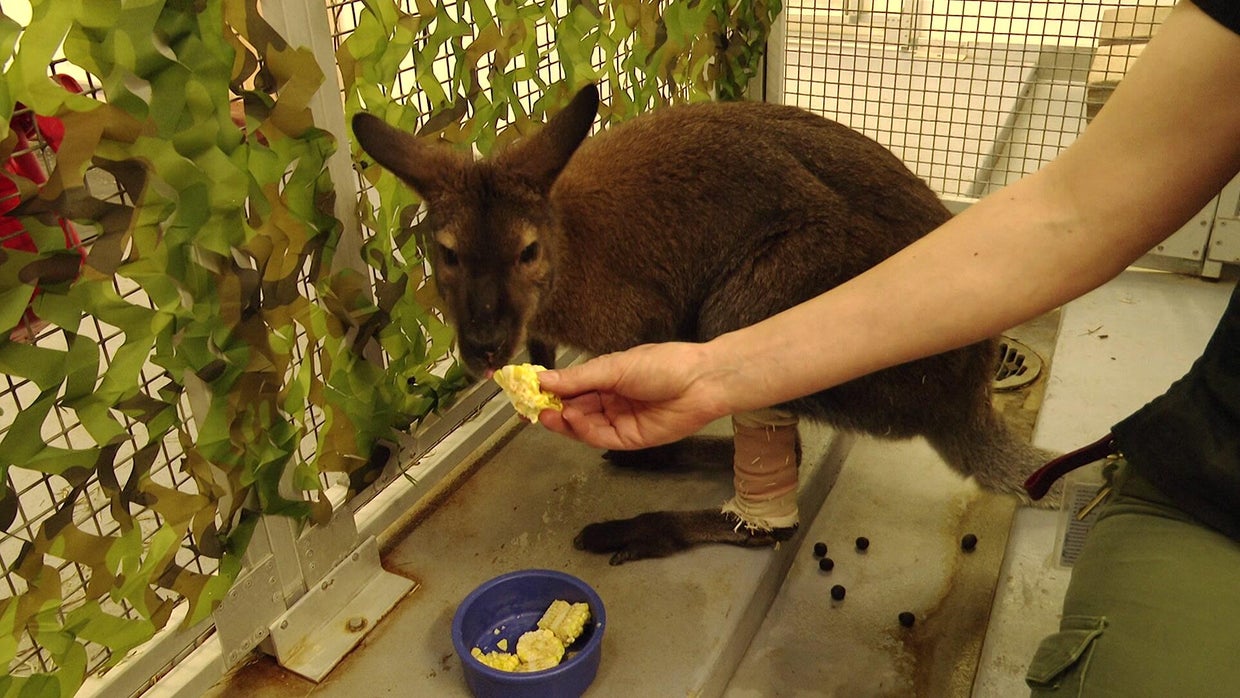 Furry friends and other critters that made Minnesota headlines in 2025 ...