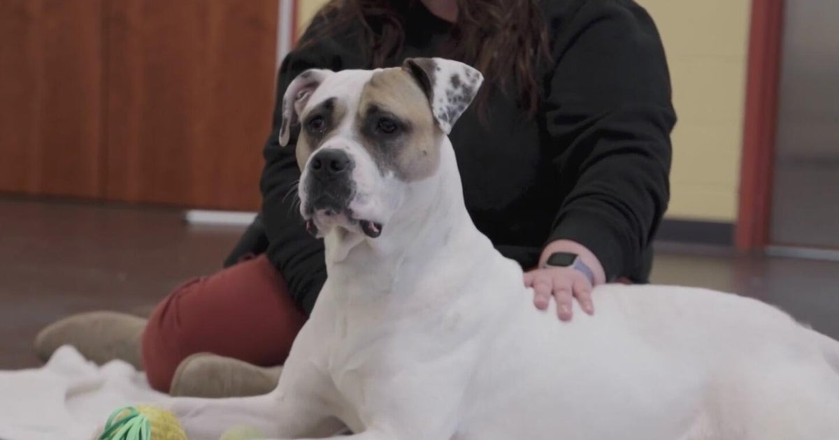 Furry Fridays: Meet Snail and Frida - CBS Detroit