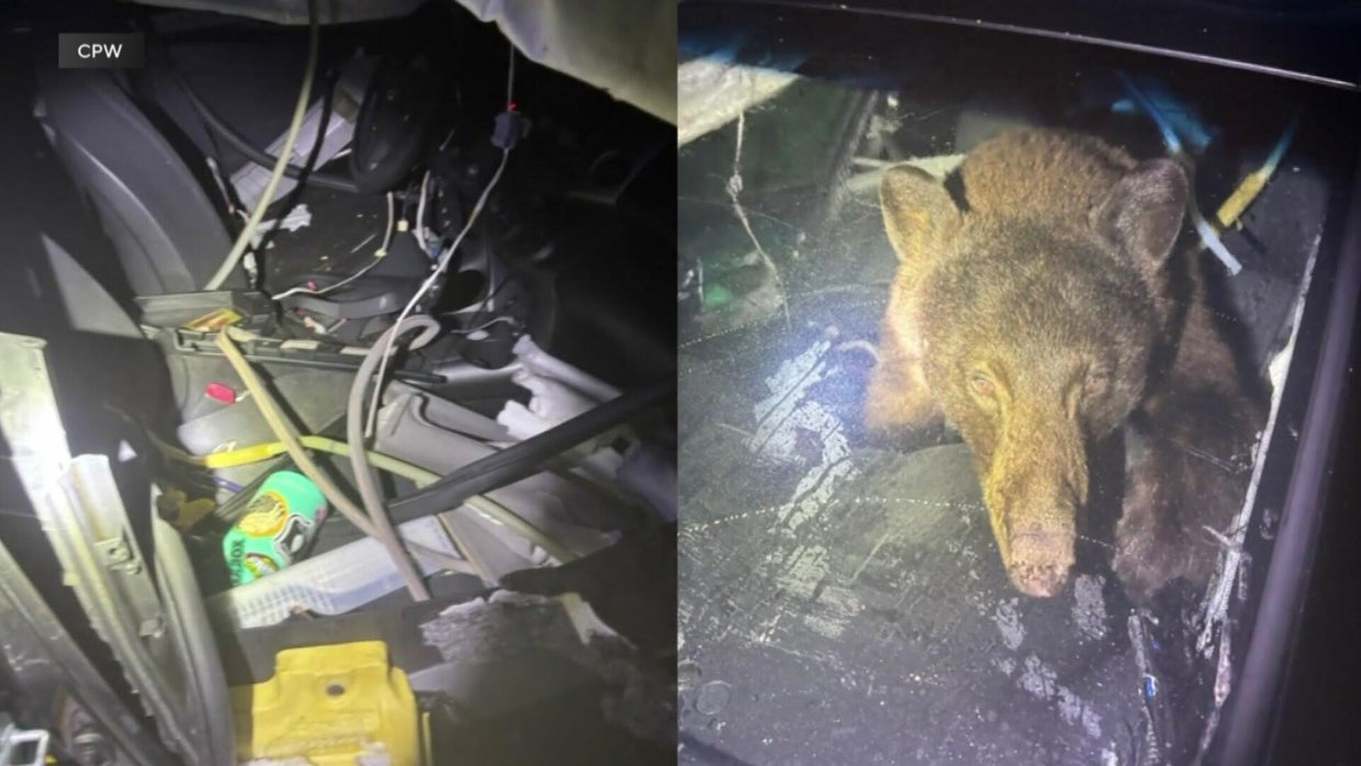 Bear searching for food damages, gets trapped in Colorado resident's ...
