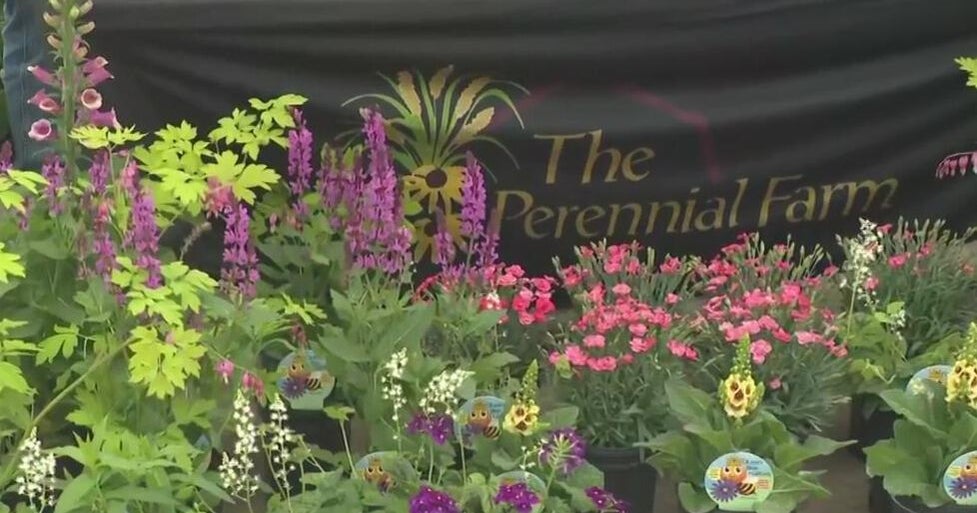 Where's Dennis: Perennial Farms talks spring flowers and tips for ...