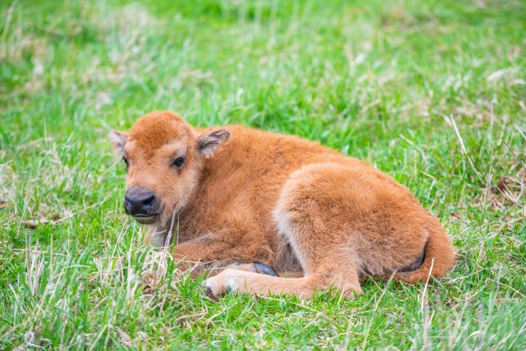 First new bison calves of year born on Fermilab grounds - CBS Chicago