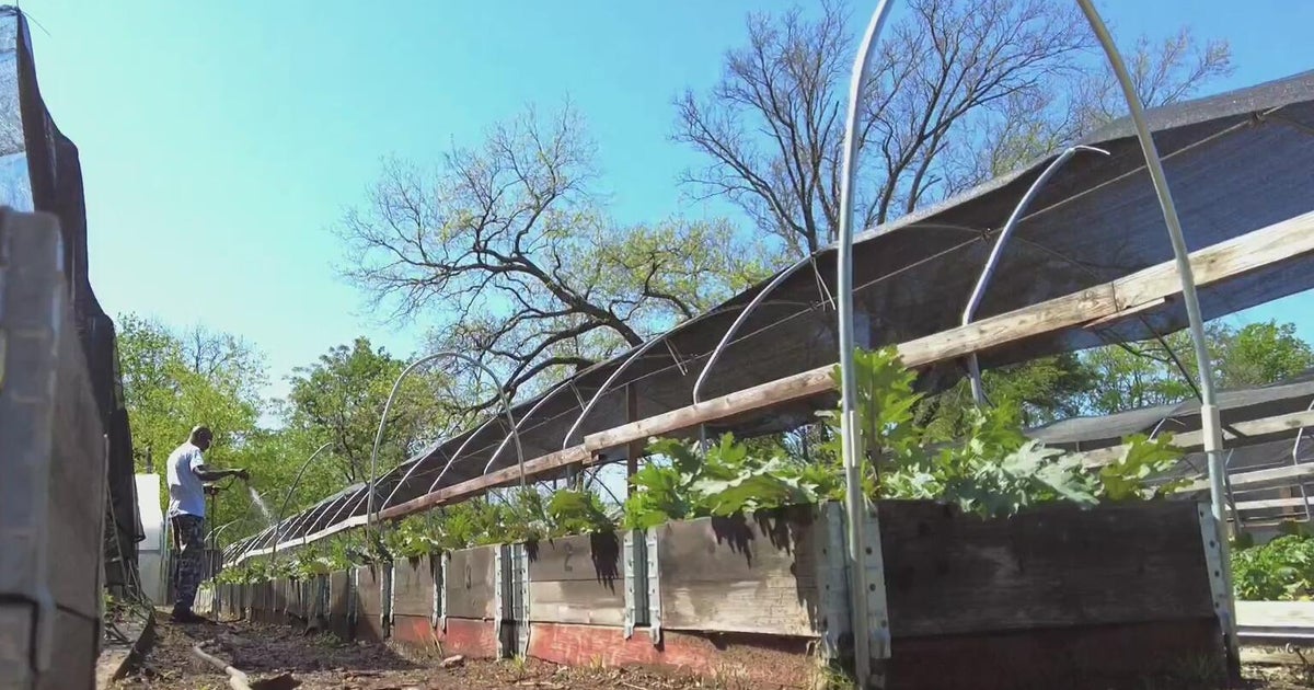 Restorative Farms transforms South Dallas with fresh food and ...